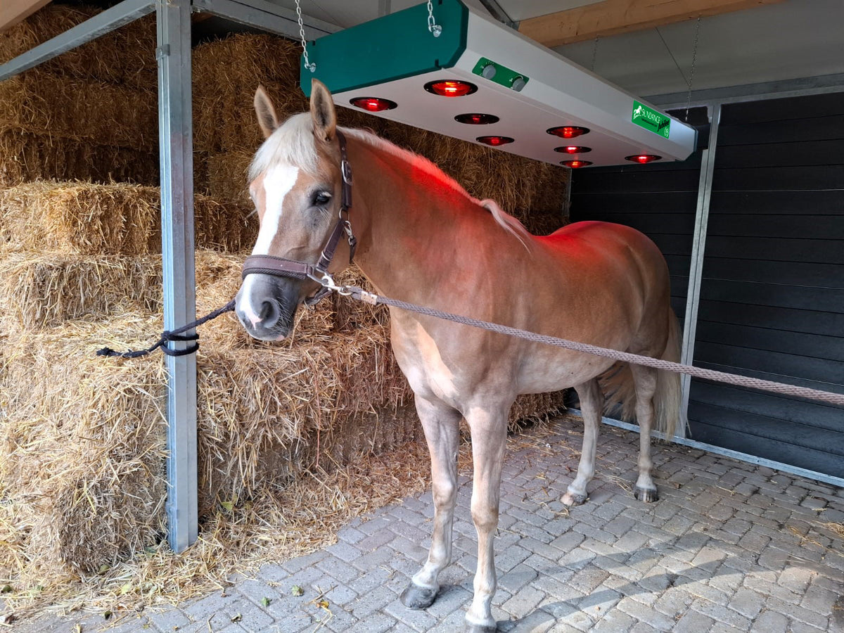 Model PS 800 Jubilee 35 – Sundance paardensolariums